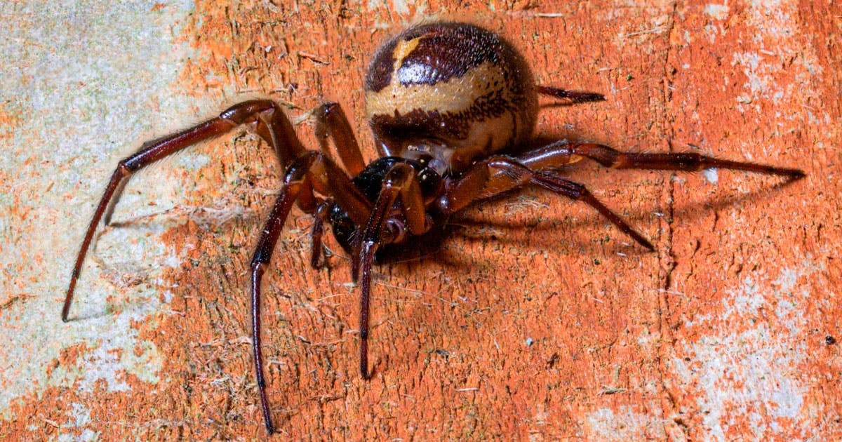 Edderkopper i Norge – få overblikket her | illvit.no