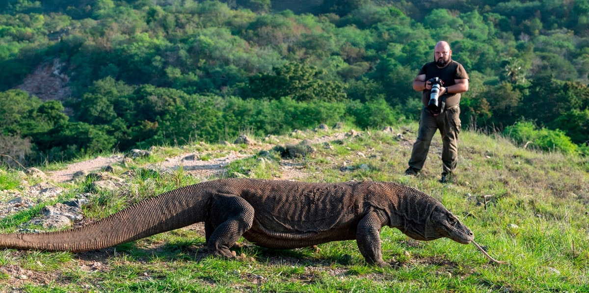 DNA geeft geheimen prijs van de komodovaraan | wibnet.nl