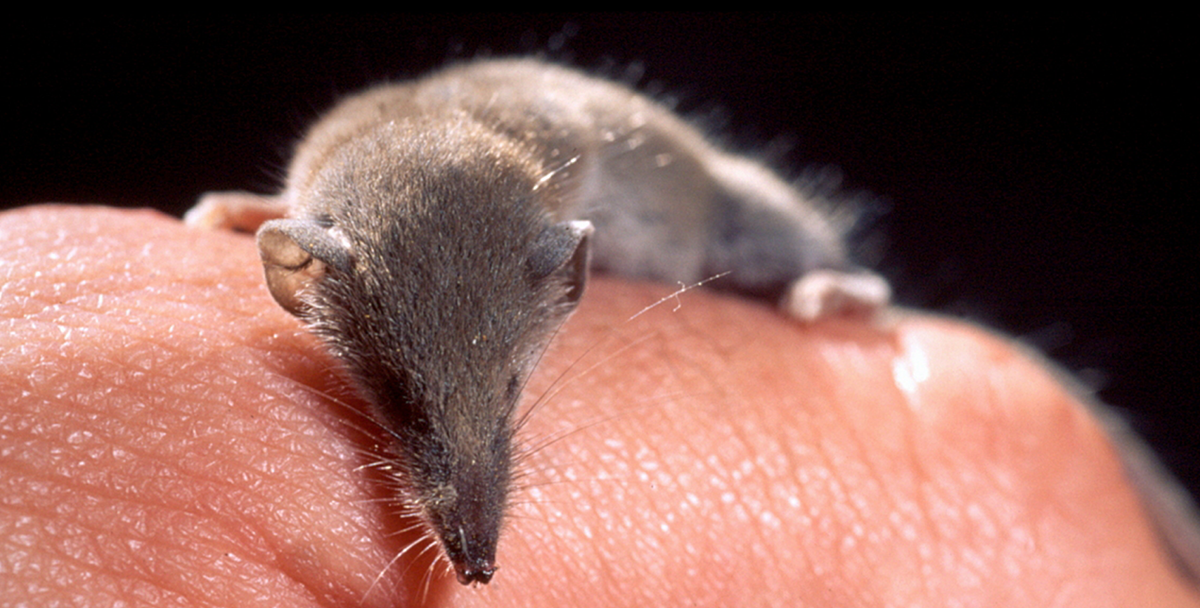 Näbbmus överlever genom att låta hjärnan krympa | illvet.se