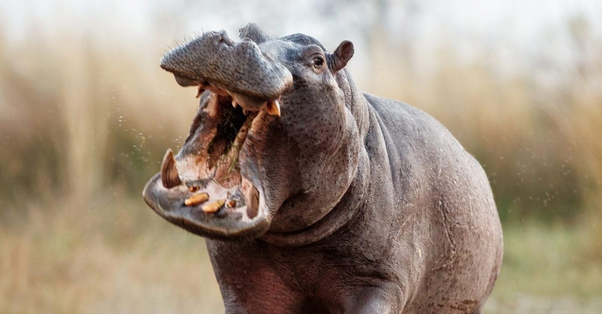 Invasjon av flodhester truer befolkningen i Colombia | illvit.no