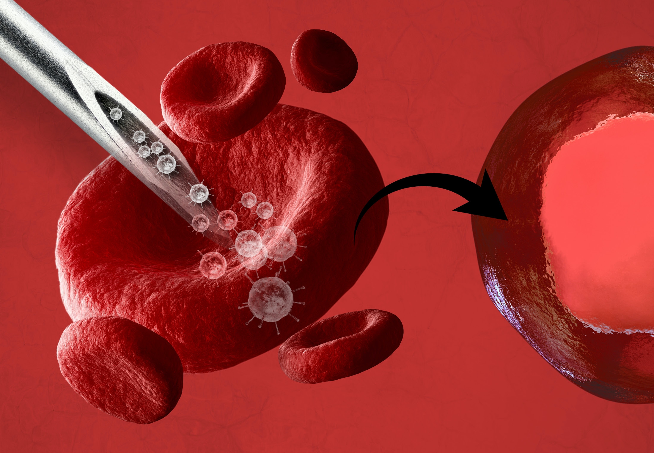 Stamcellen Van Parenchymcellen