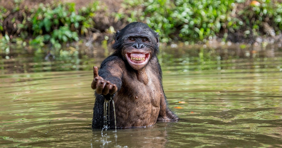 Bonobo’s adopteren vreemde jongen | wibnet.nl