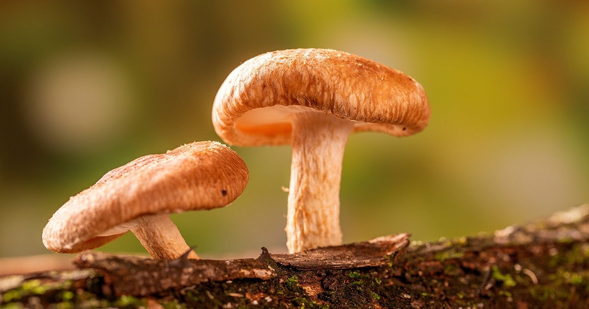 Svampar minskar risken för att du ska få cancer | illvet.se