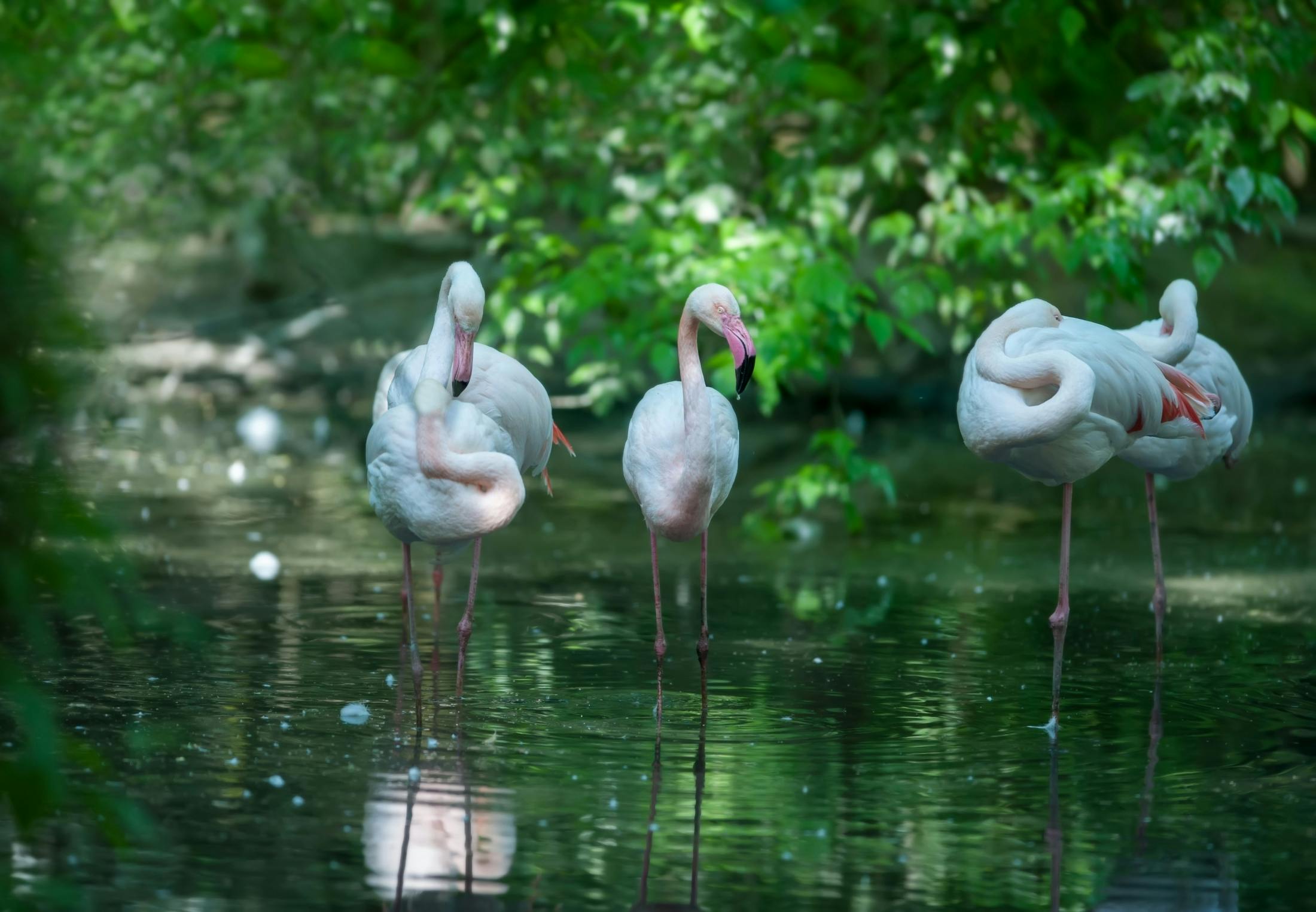 Varför är vissa flamingor vita? | illvet.se