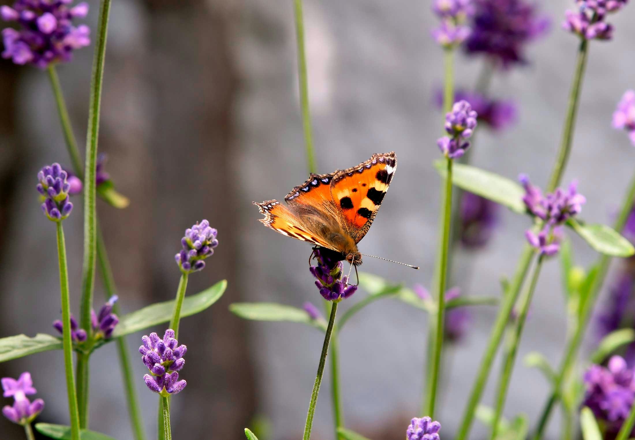 De mest almindelige sommerfugle i Danmark | illvid.dk