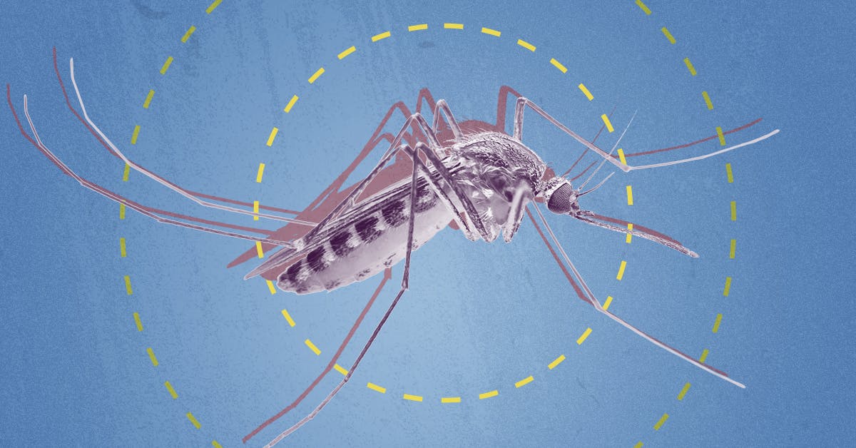Myg - Hvad tiltrækker myg, og hvad kan de ikke lide? | Illvid.dk