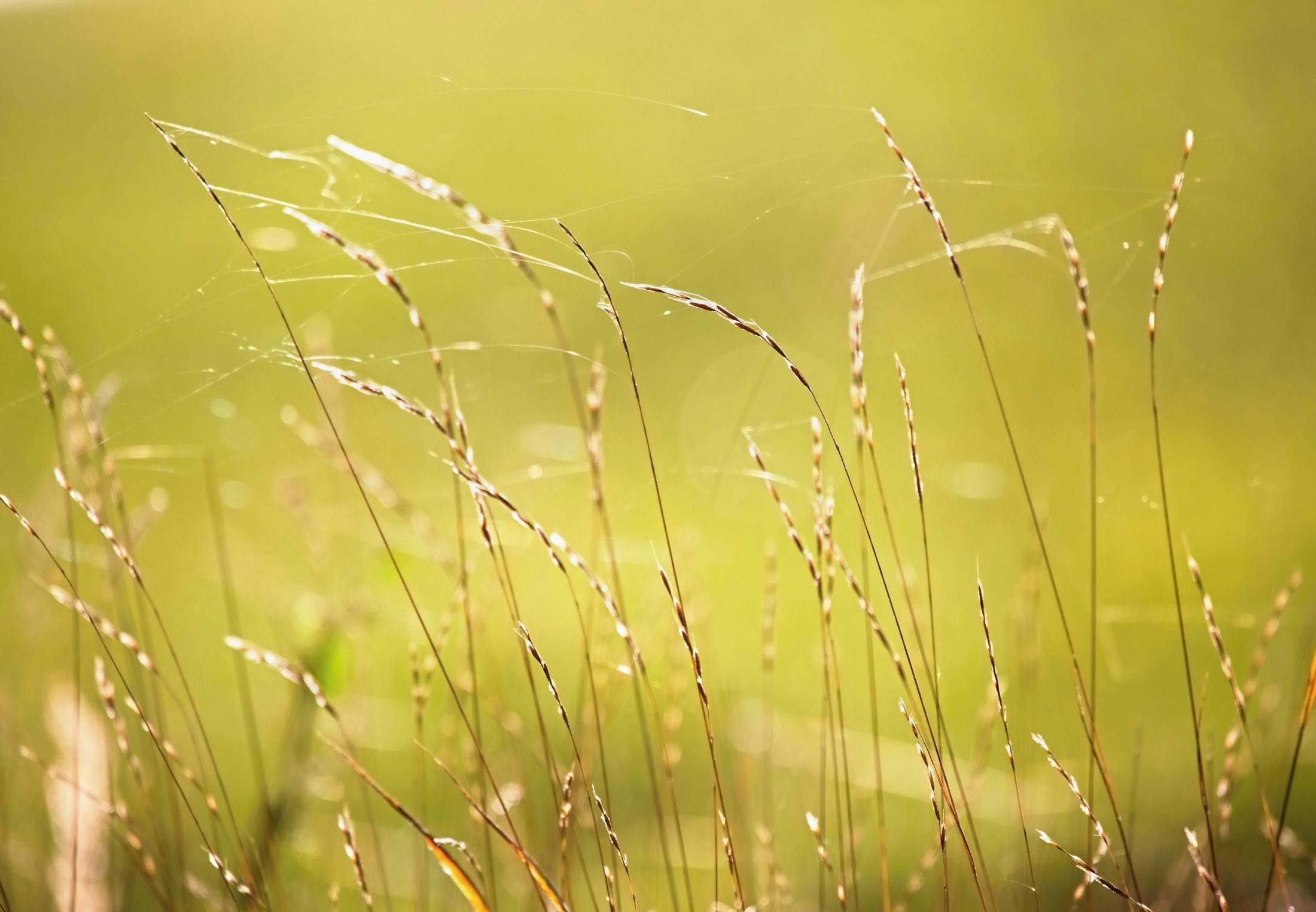 Hvad er flyvende sommer? | Illvid.dk
