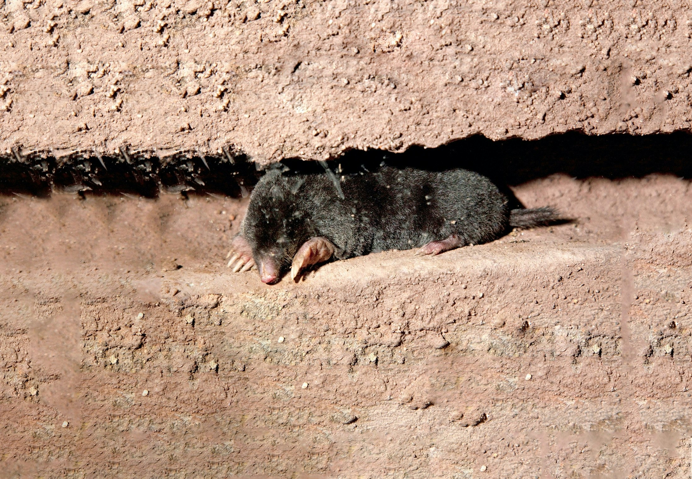 Varför är mullvadar så bra på att gräva? | illvet.se