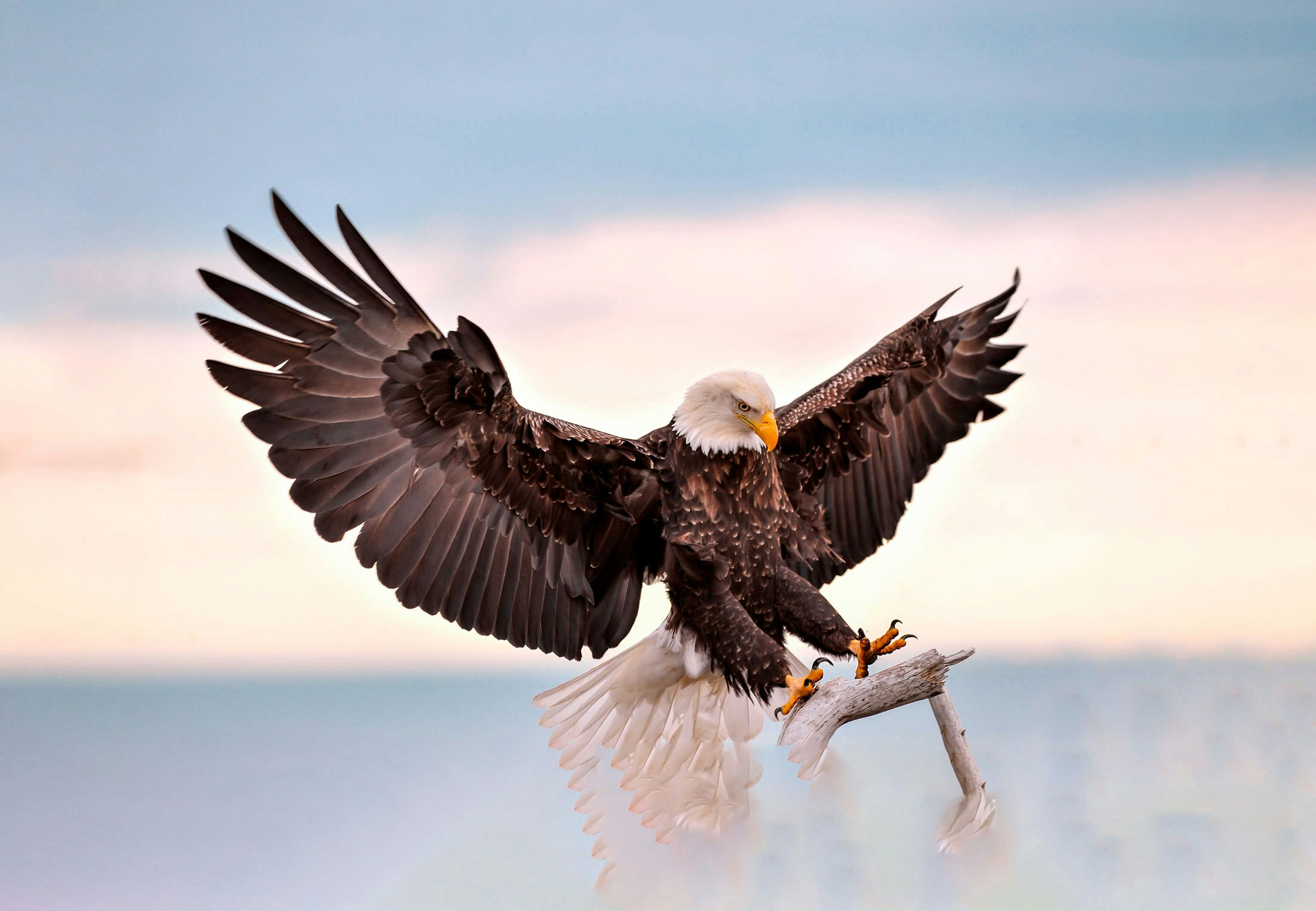 Waarom zijn de vleugels van de arend zo groot? | wibnet.nl