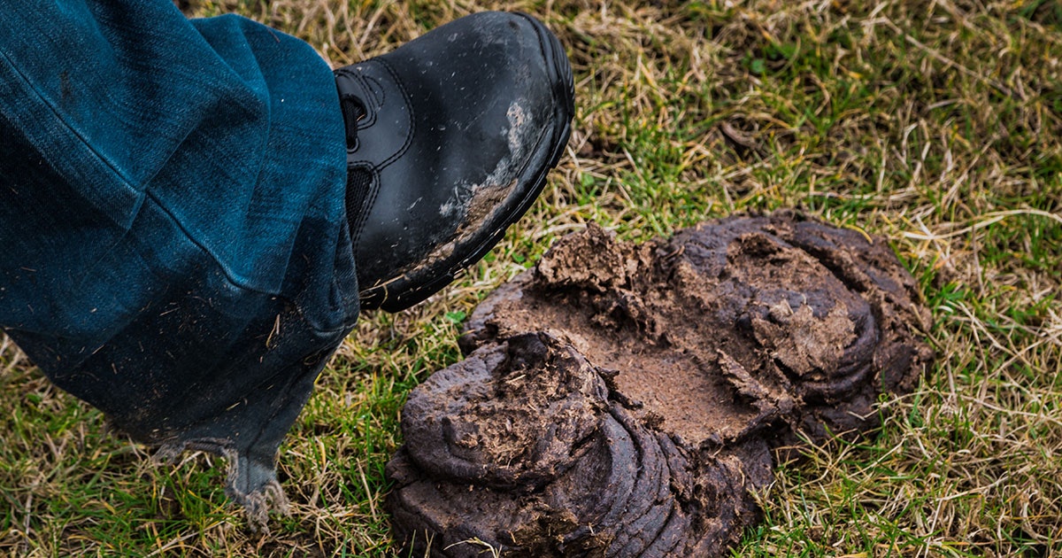 Pottetrænede køer skal skåne miljøet | illvid.dk