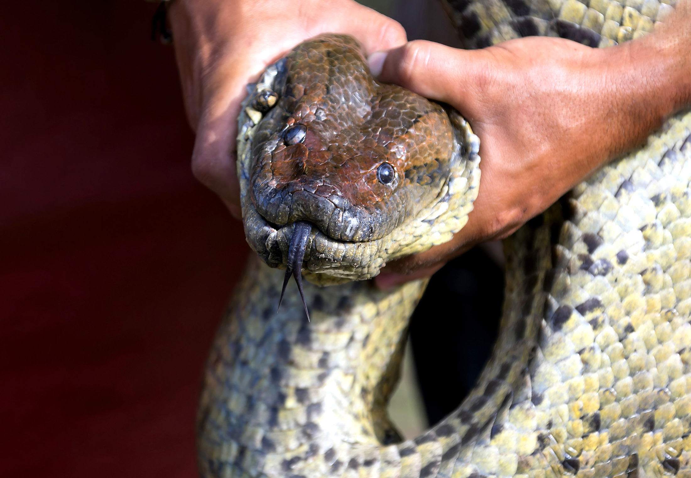 Grootste Slang Ter Wereld Ooit Op Ilha Da Queimada Grande Wemelt Het