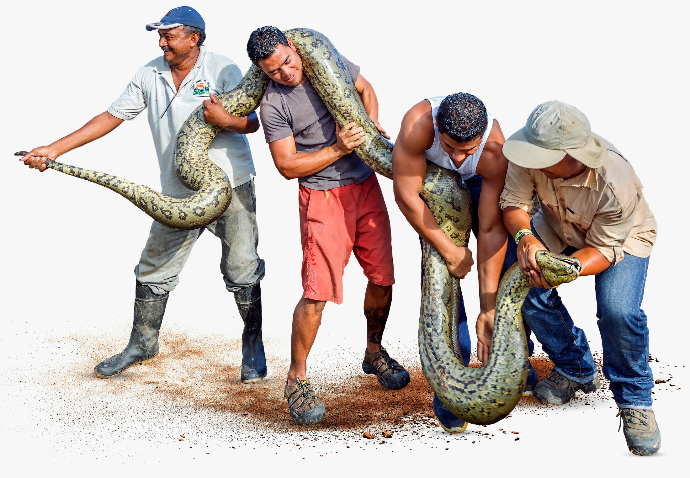 World Biggest Snake Anaconda