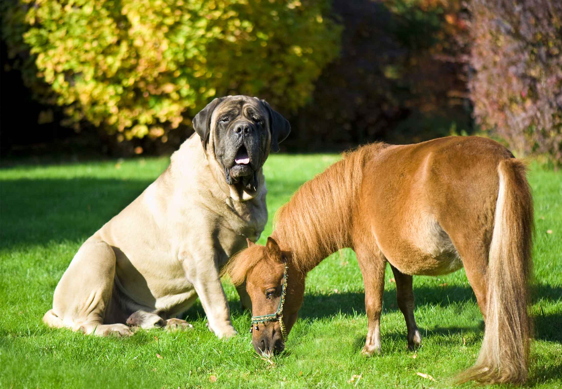 Verdens Morsomste Hund