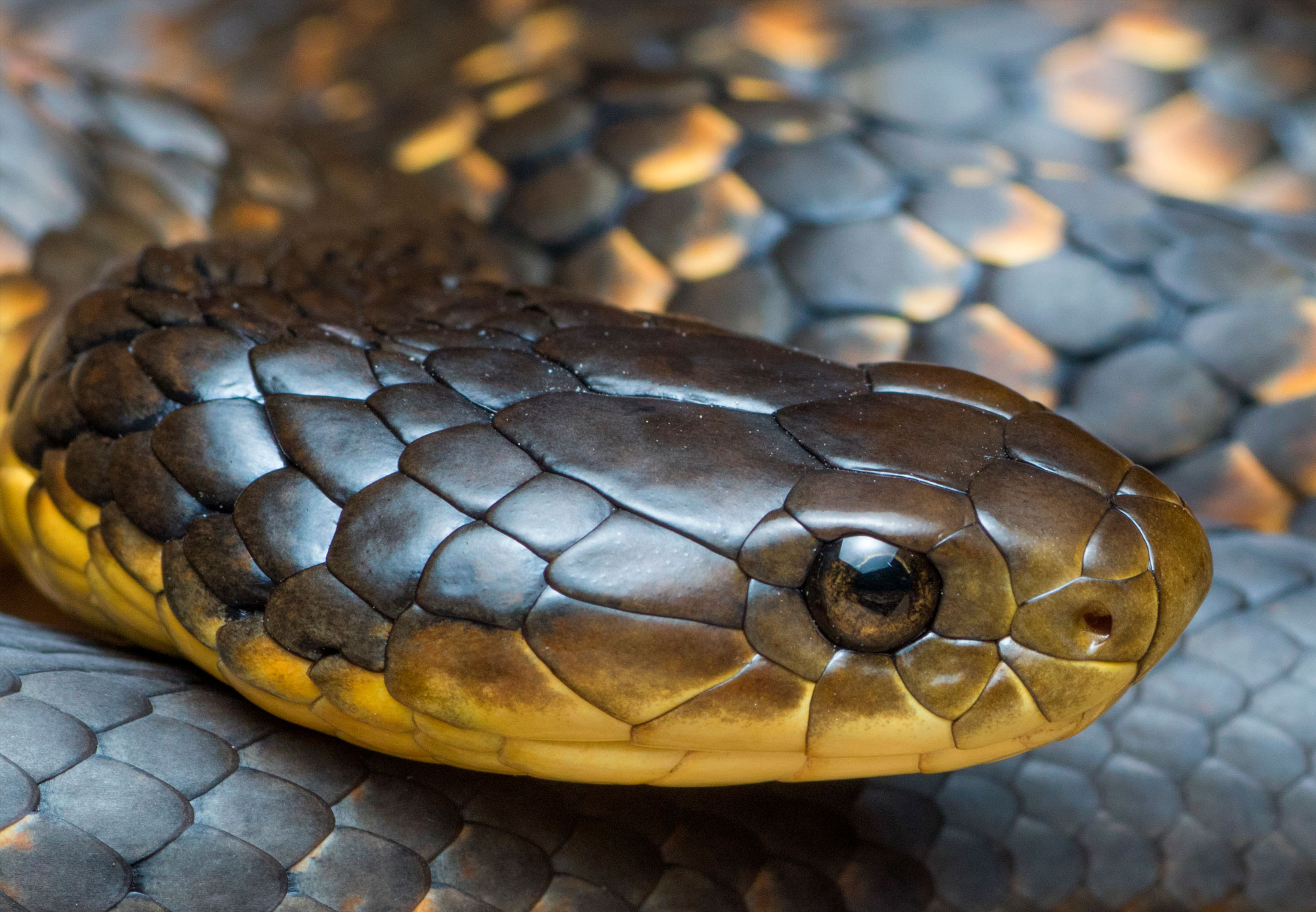 Australske Slanger 200+ Taipan Snake Fotos Stockfoto's, Afbeeldingen