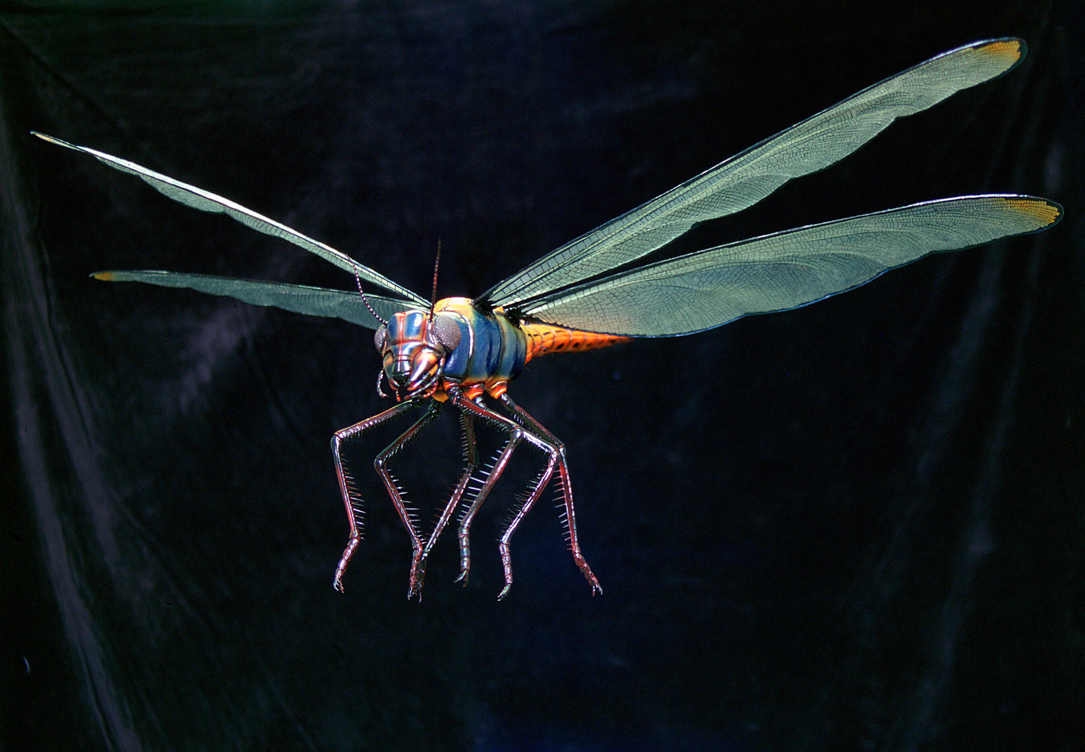Gigantiske Forhistoriske Insekter File:Deinogalerix
