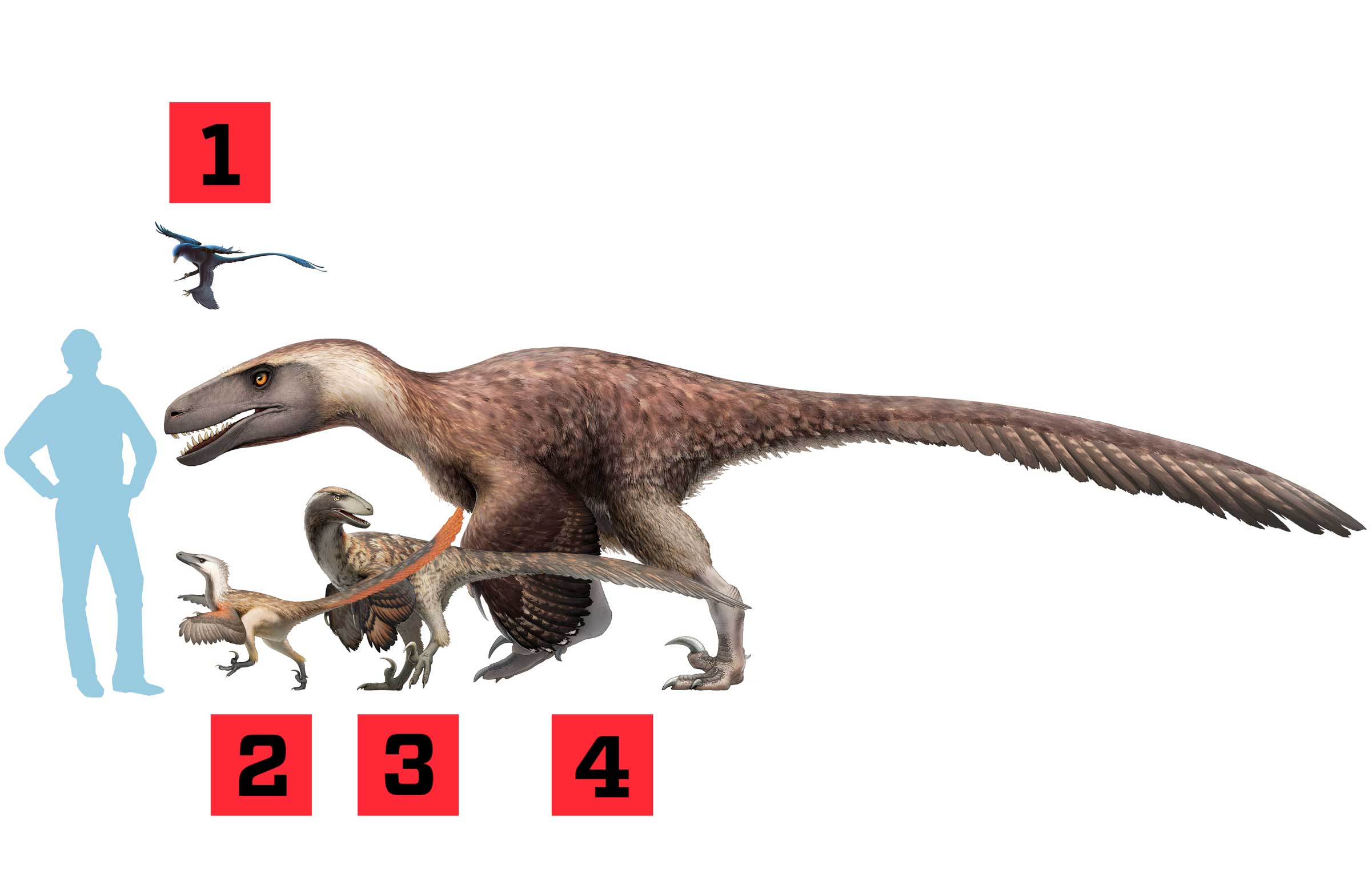 Dinosaurussen Velociraptor
