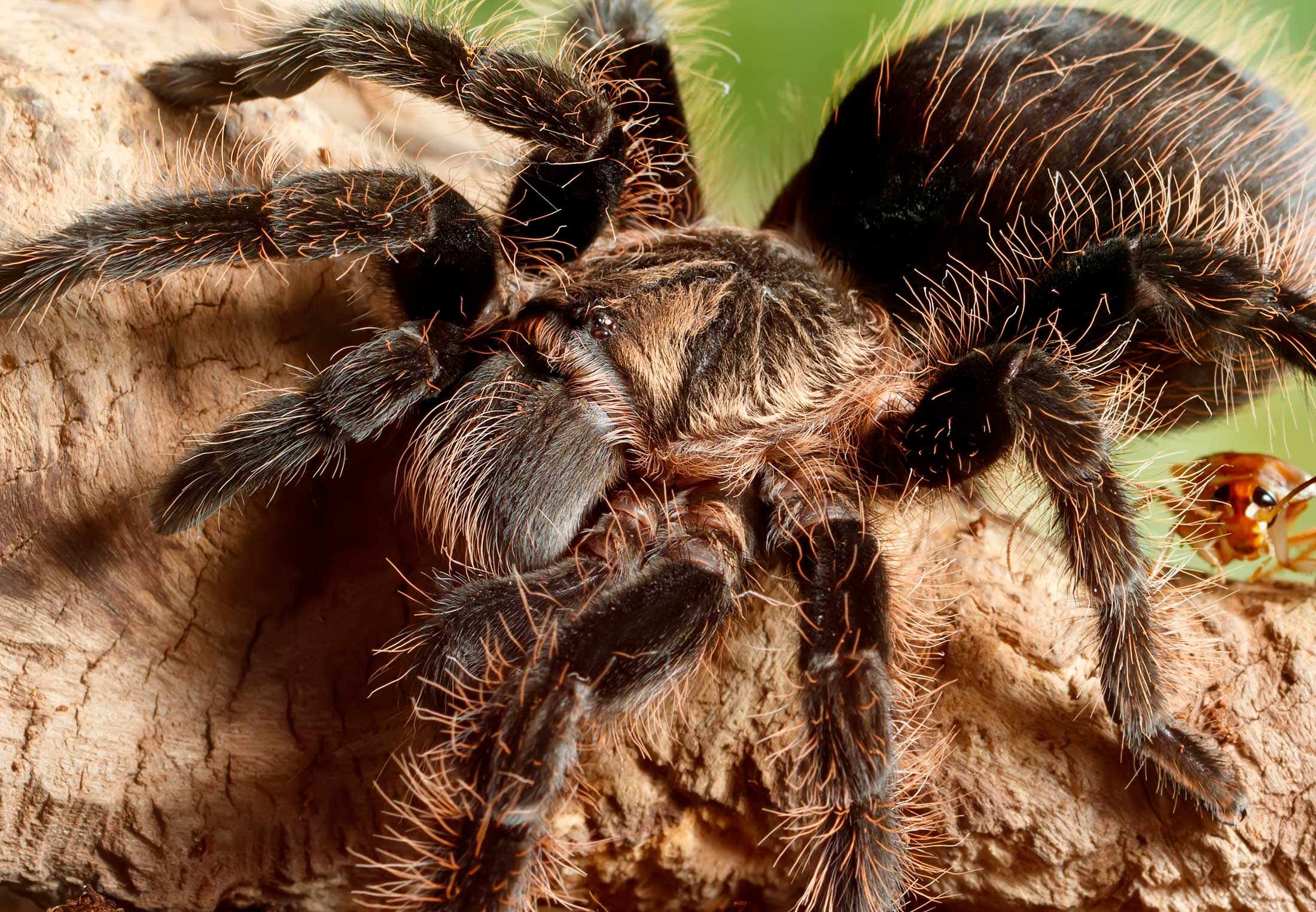 Observasjoner Av Gigantiske Edderkopper Edderkopp Med Lange Bein
