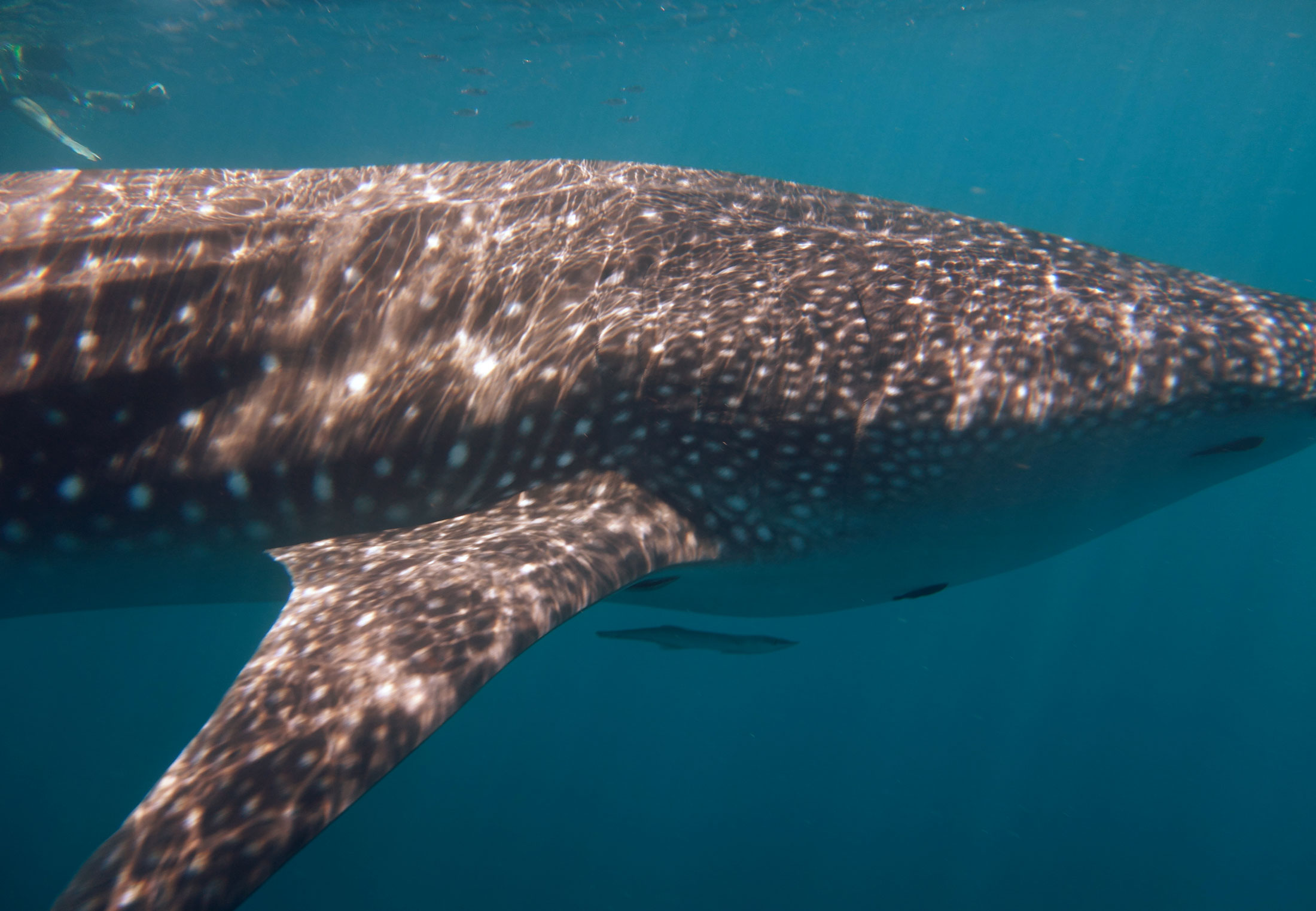 Wetenschappers wijzen de dader aan: Daarom sterft ’s werelds grootste ...