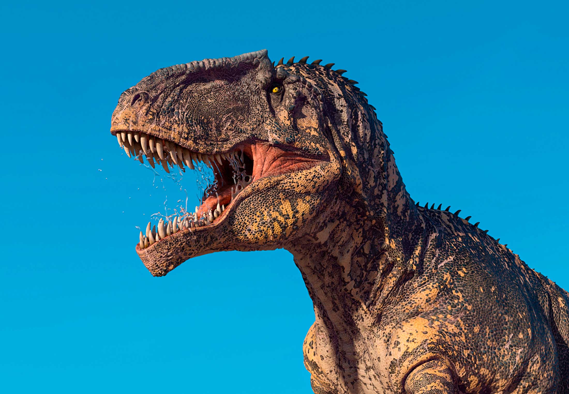 Dinosauri T Rex Contro Giganotosaurus