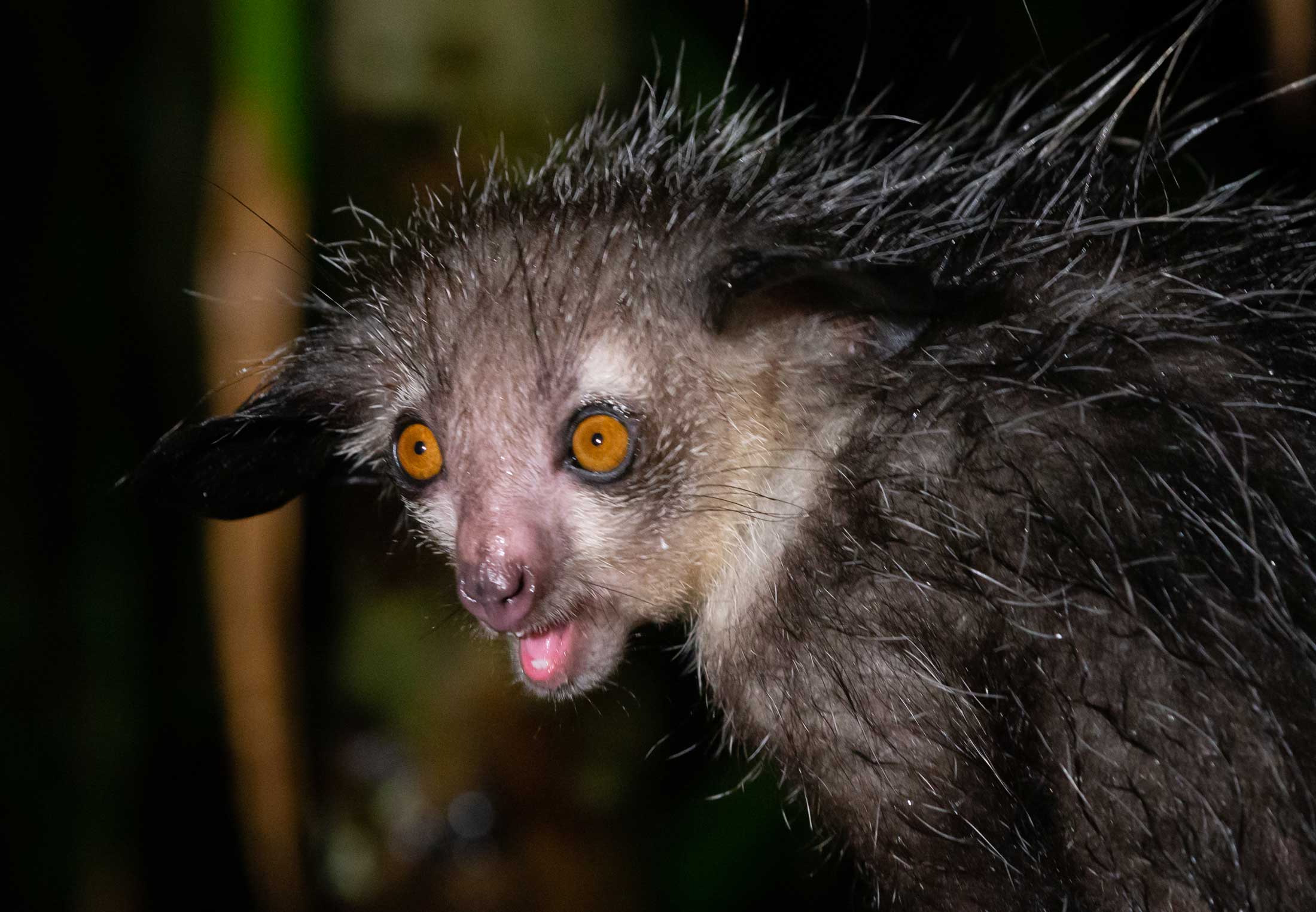 Echt Lelijke Dieren Top 10 Lelijkste Dieren Ter Wereld | Artikelsite