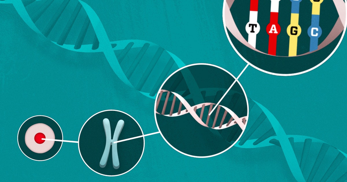 Explainer: Hvad er dna? | illvid.dk Explainer: Hvad er dna? | illvid.dk