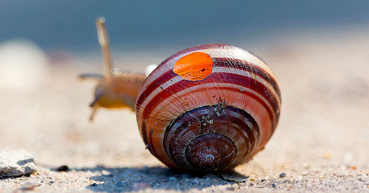 Kan sneglen reparere sit hus? | illvid.dk