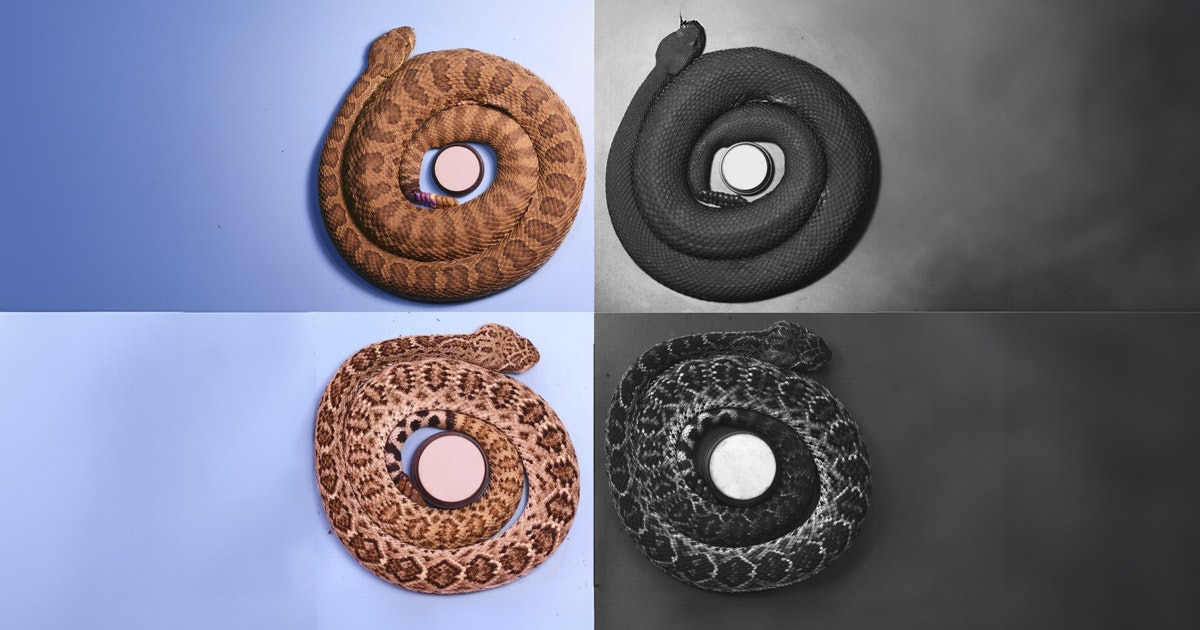 Groundbreaking research finds secret colour patterns in snakes ...