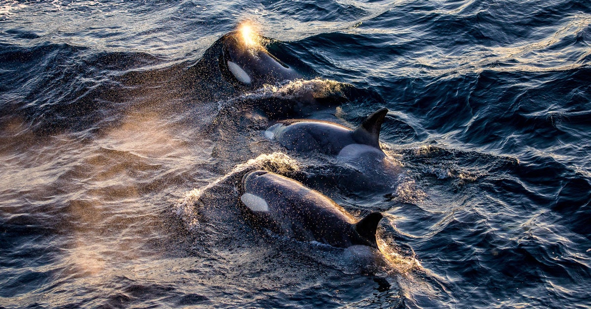 Large group of killer whales took down a pygmy blue whale off the west ...