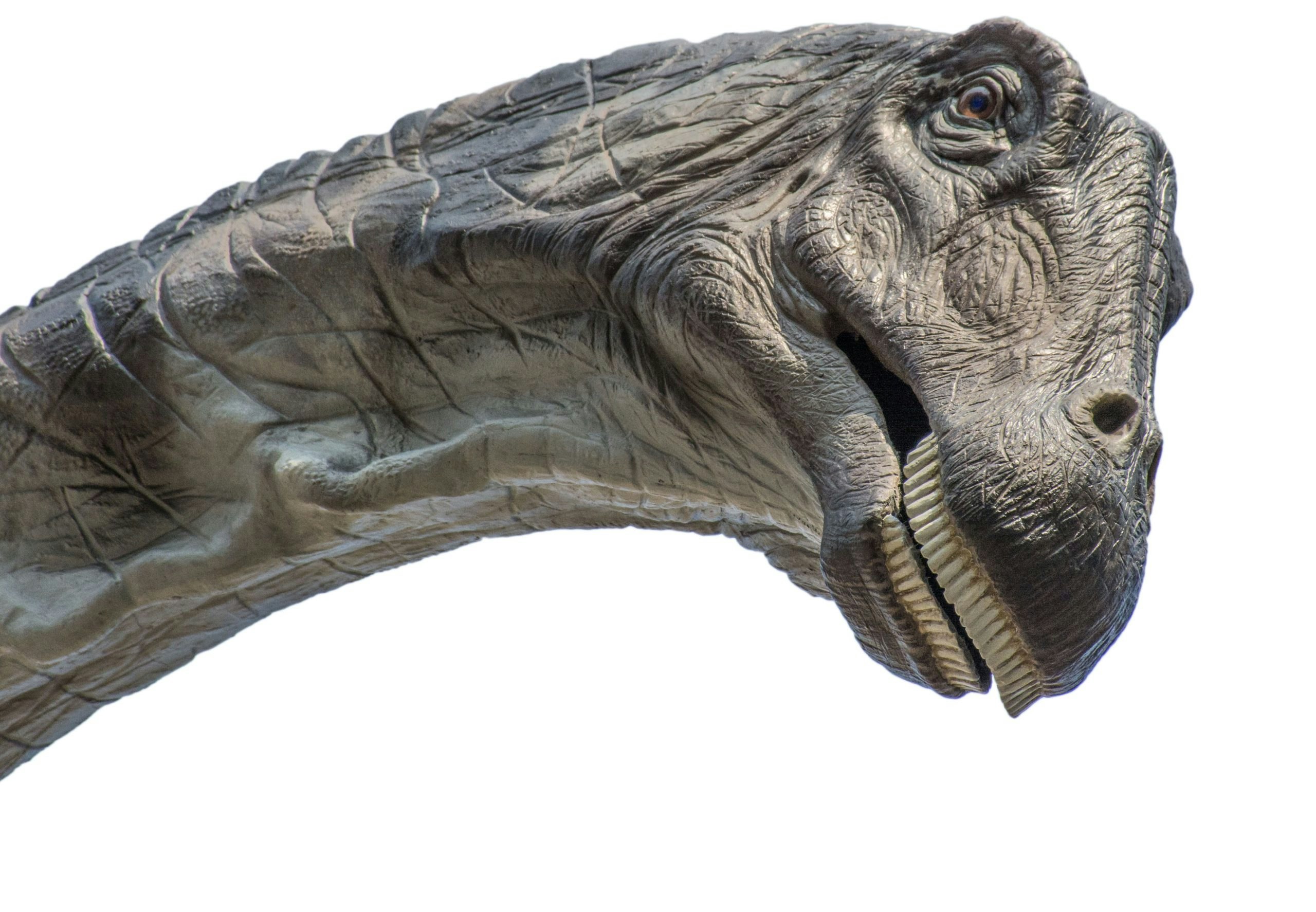 Hur gamla kunde de stora dinosaurierna bli? | illvet.se