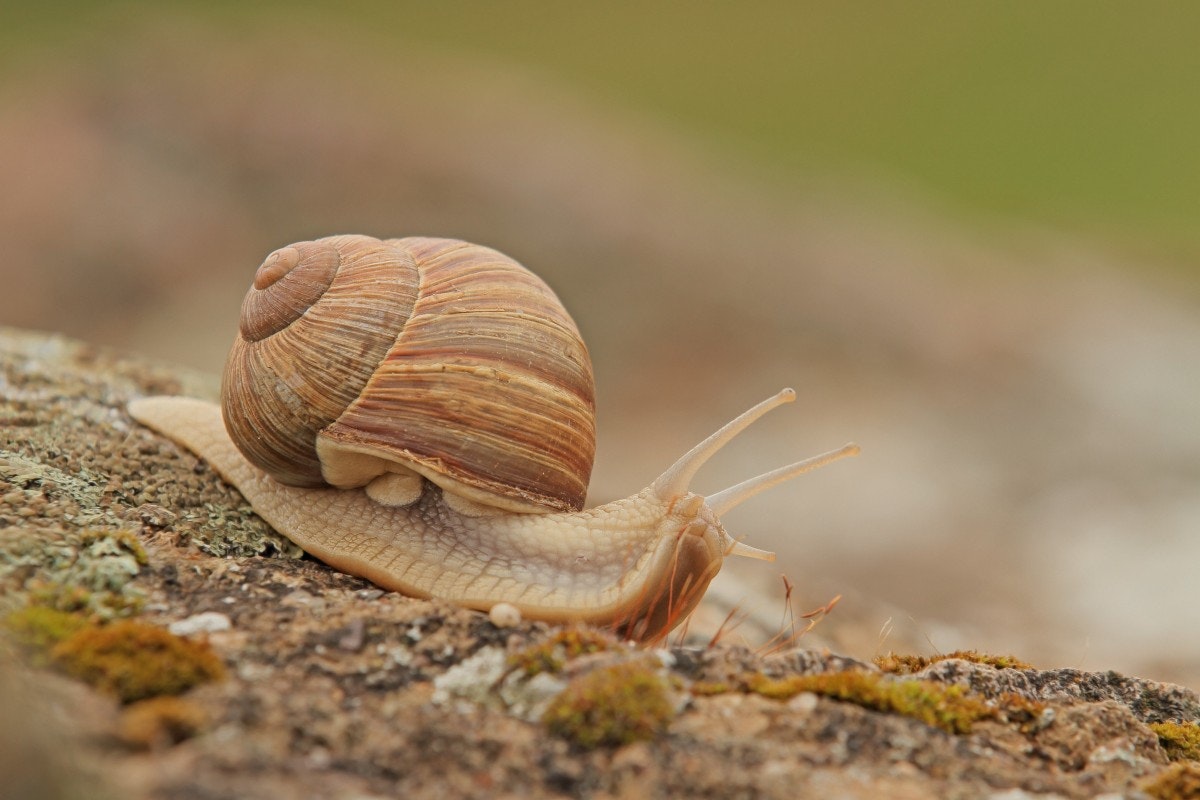 Snegle - skadedyr eller nyttedyr? | illvid.dk