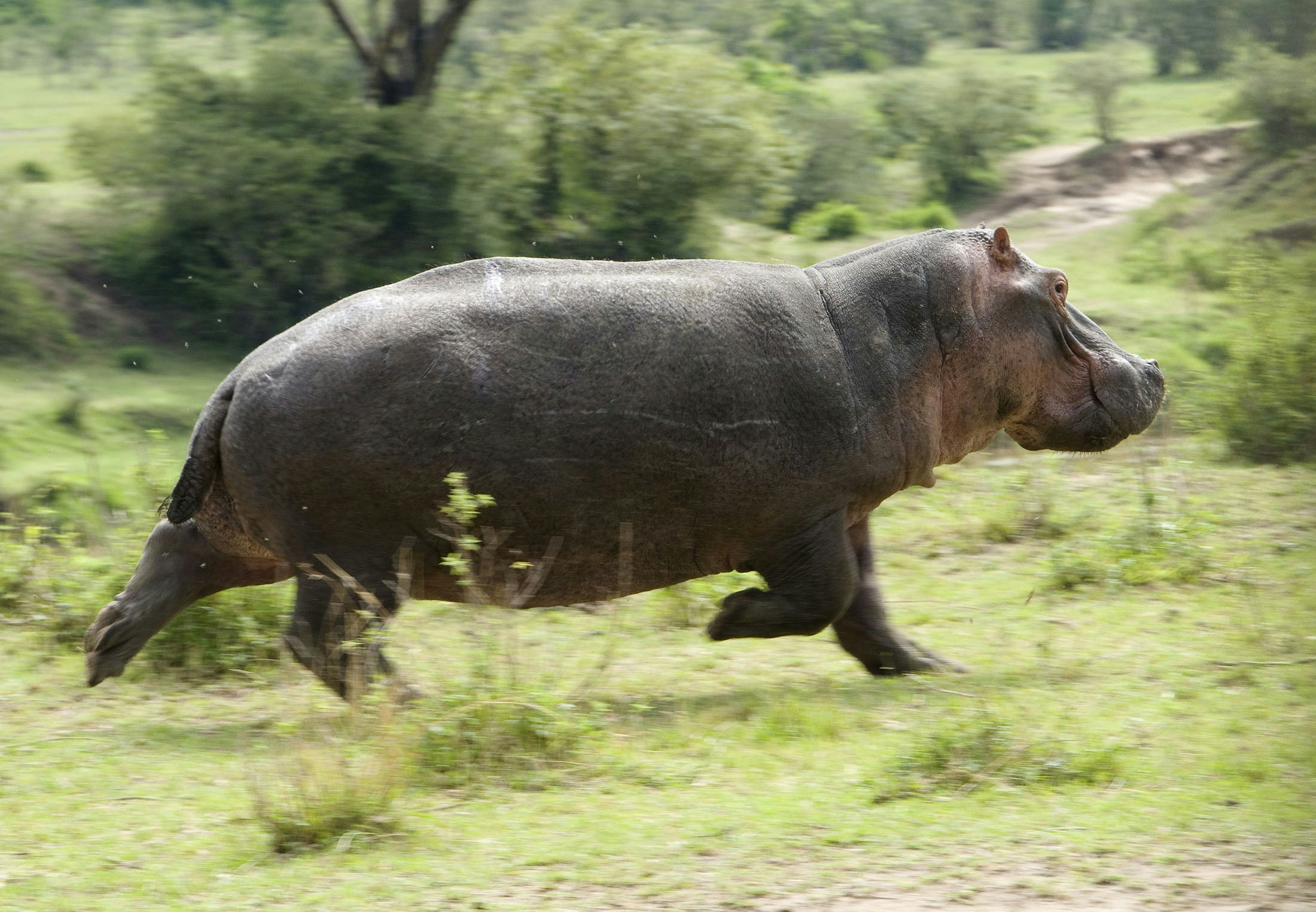 Hvor fort kan en flodhest løpe? | illvit.no