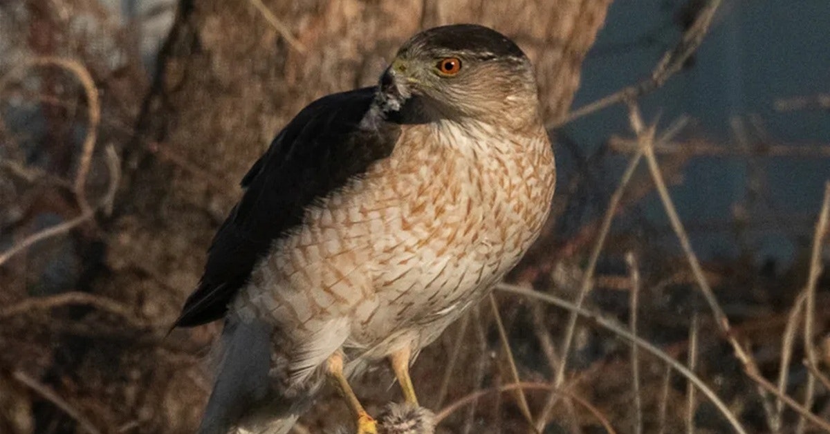 Surprised researcher: hawk developed remarkable method for hunting prey ...