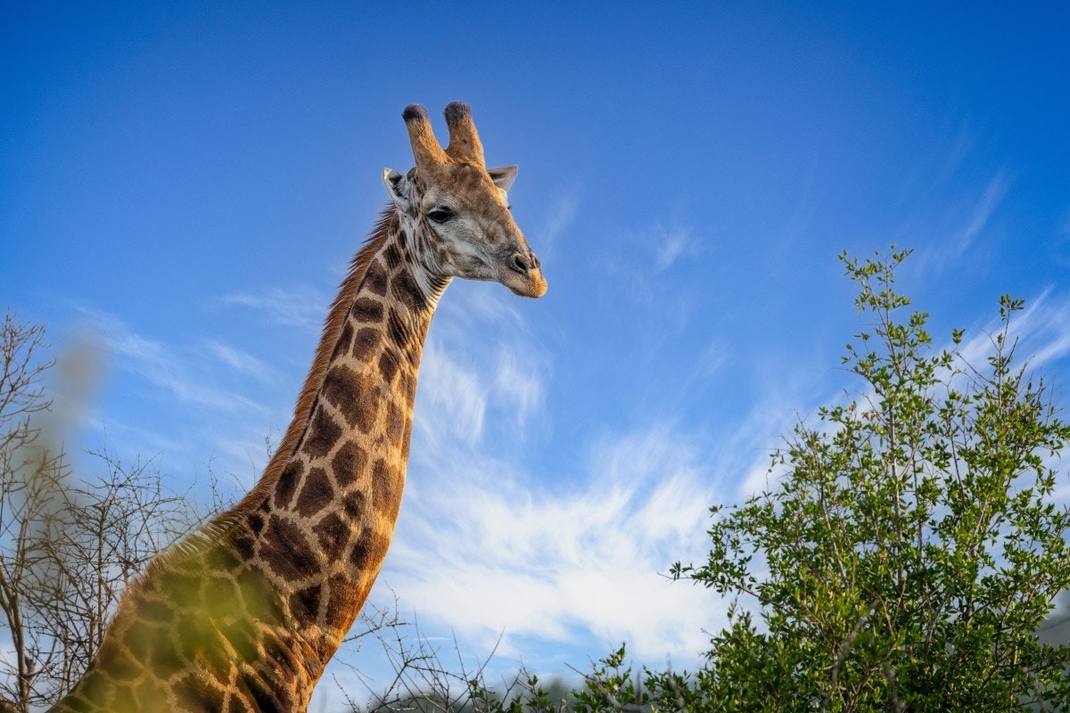 Dyr med 5 bogstaver | illvid.dk