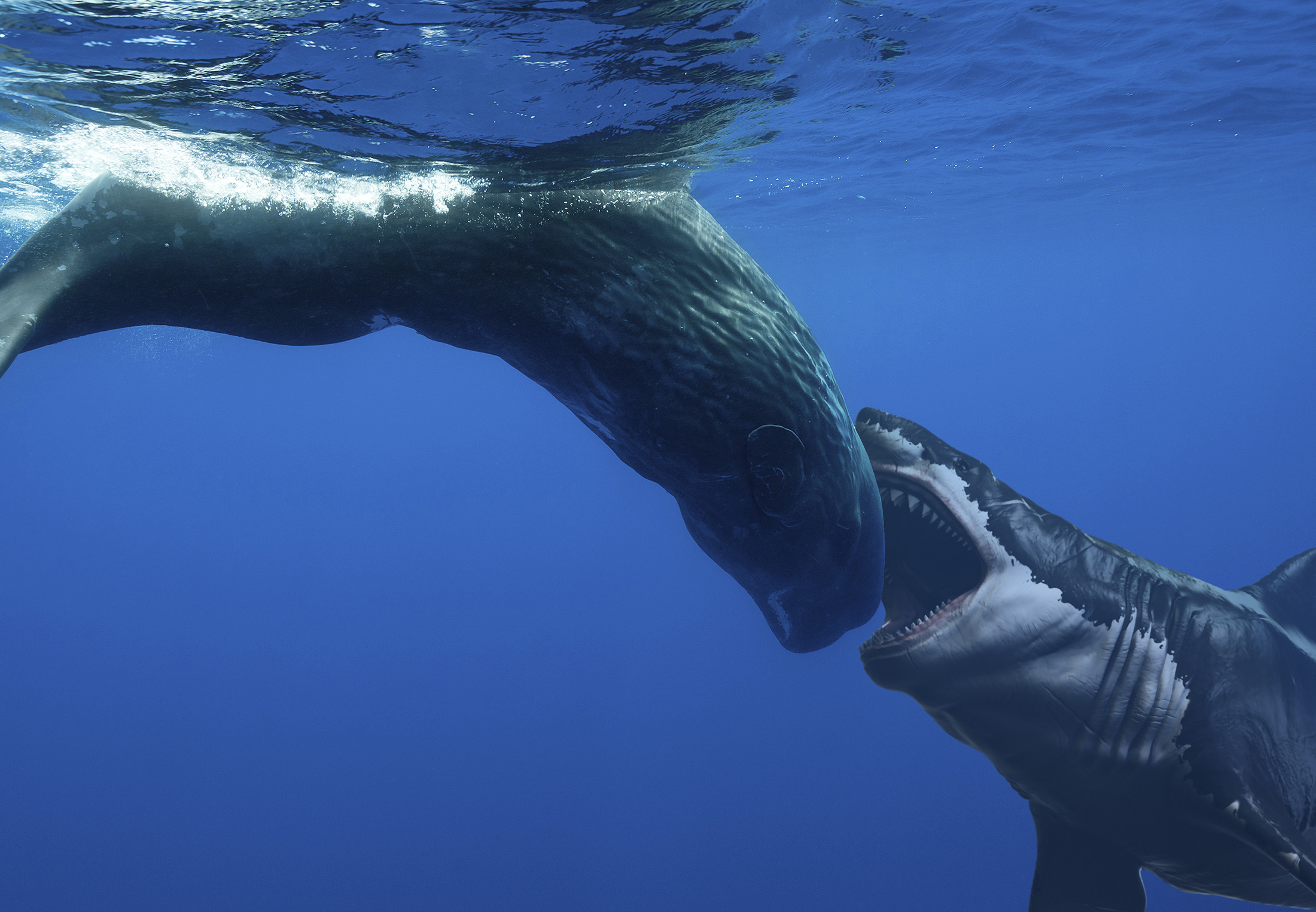 Megalodon Haai Kaakgrootte