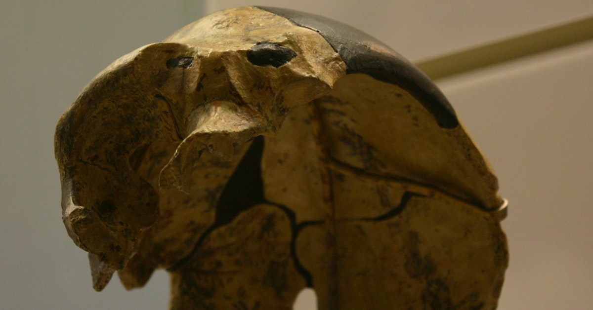 No human species match with 300,000-year-old fossil ...
