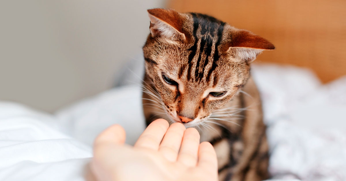 They know you by your smell: cats recognise their humans by their odour ...