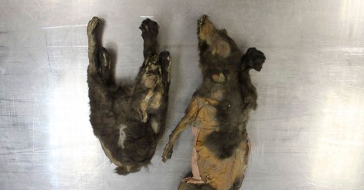 Tumat-hundevalper fra istiden viser seg å være ulver | illvit.no