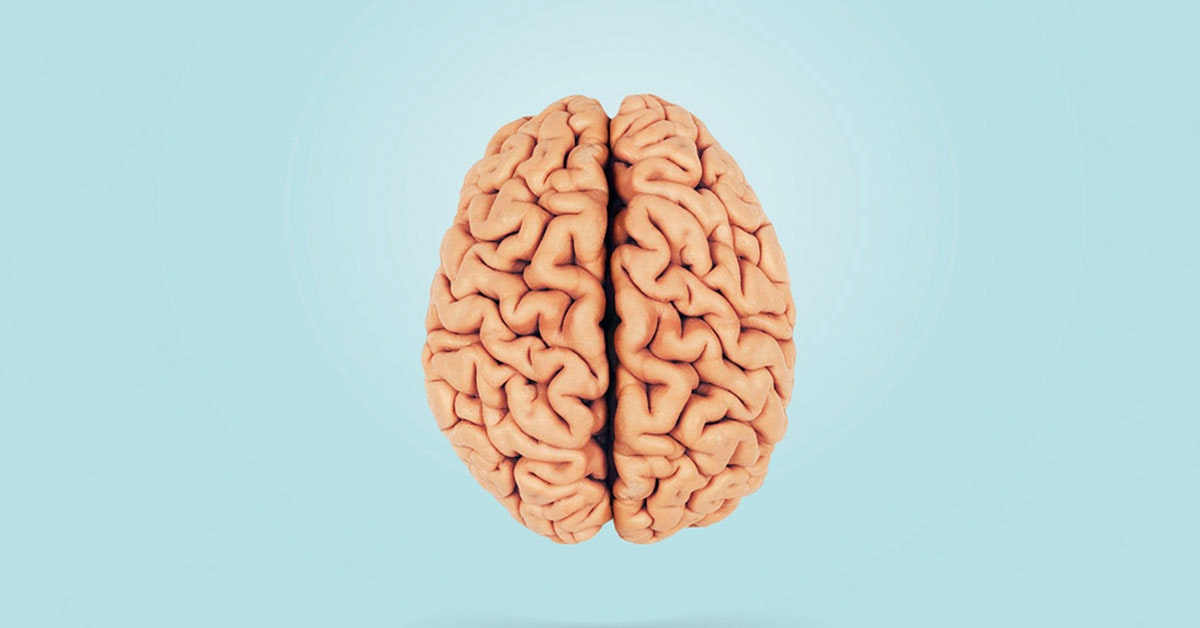 Evolutionary gene mutation has given humans larger brains, but weakened ...
