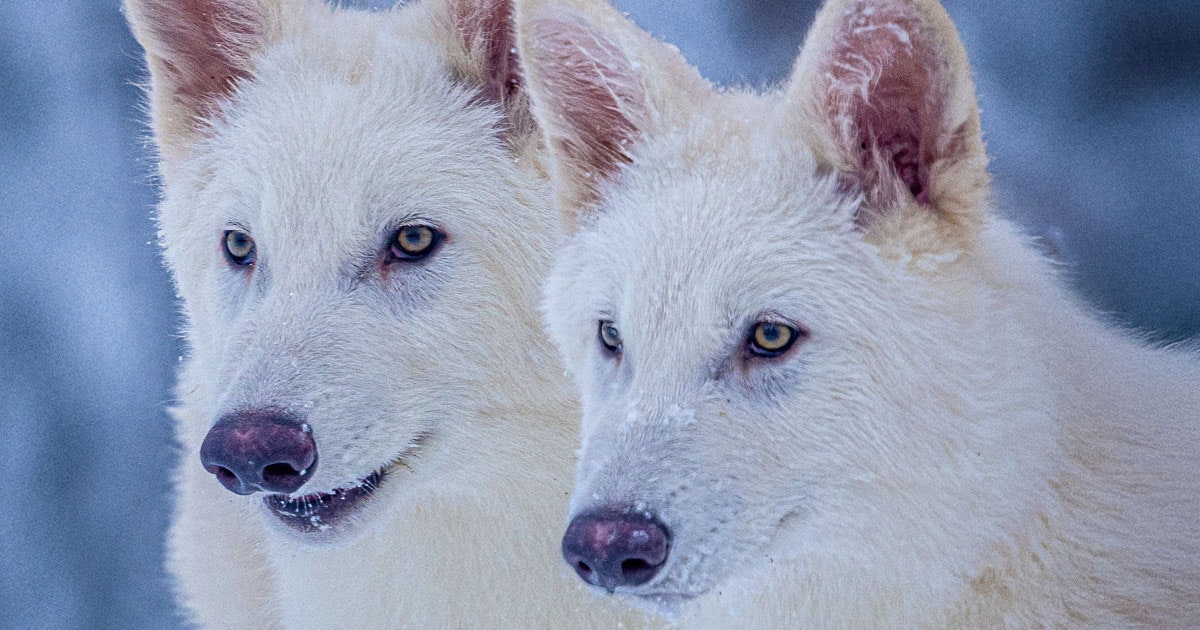 Researchers claim to have recreated the dire wolf | scienceillustrated.com