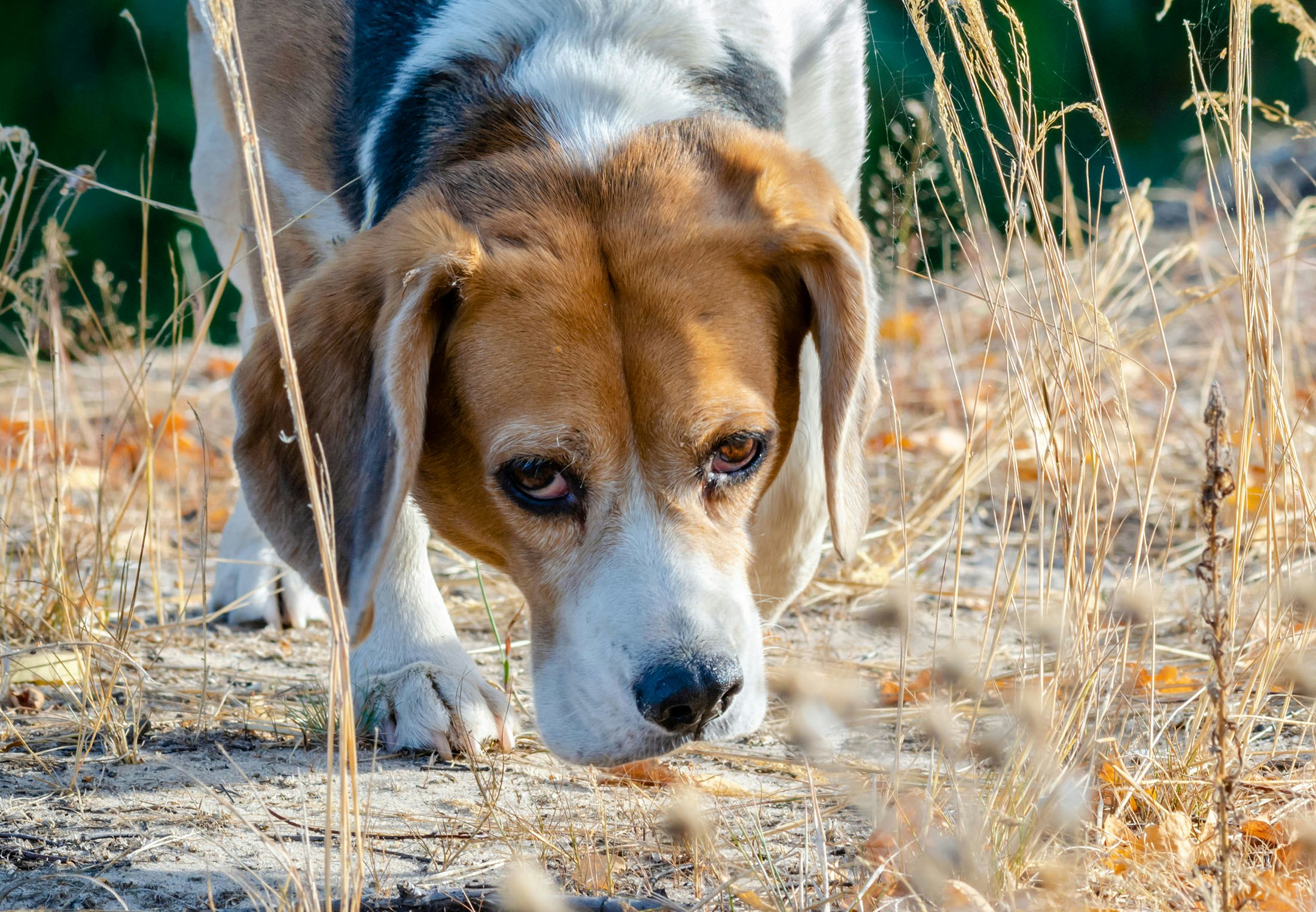 Hvordan kan sporhunder snuse opp savnede mennesker? | illvit.no