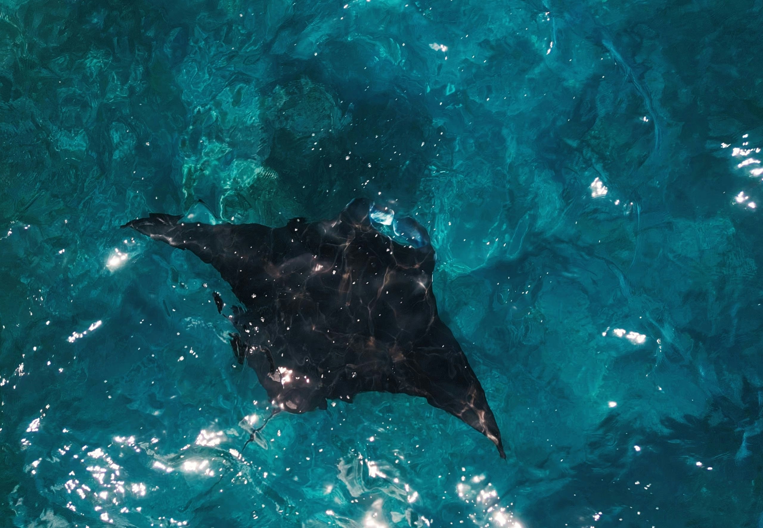 Manta rays can dive 1,200 m below sea level and use various signals to ...