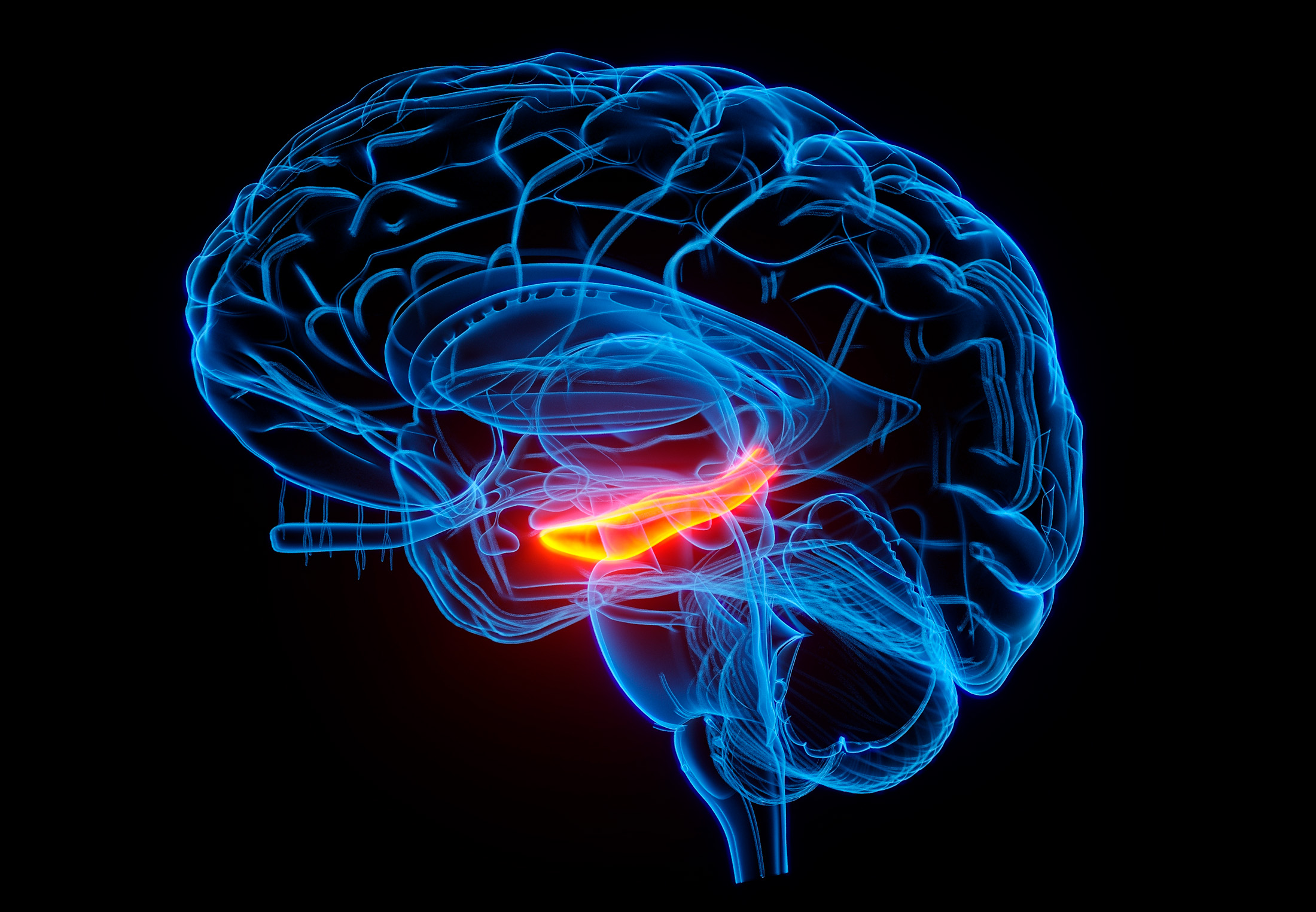 Hjernens Thalamus Funksjon Nervesystemet: Anatomi/patologi Flashcards