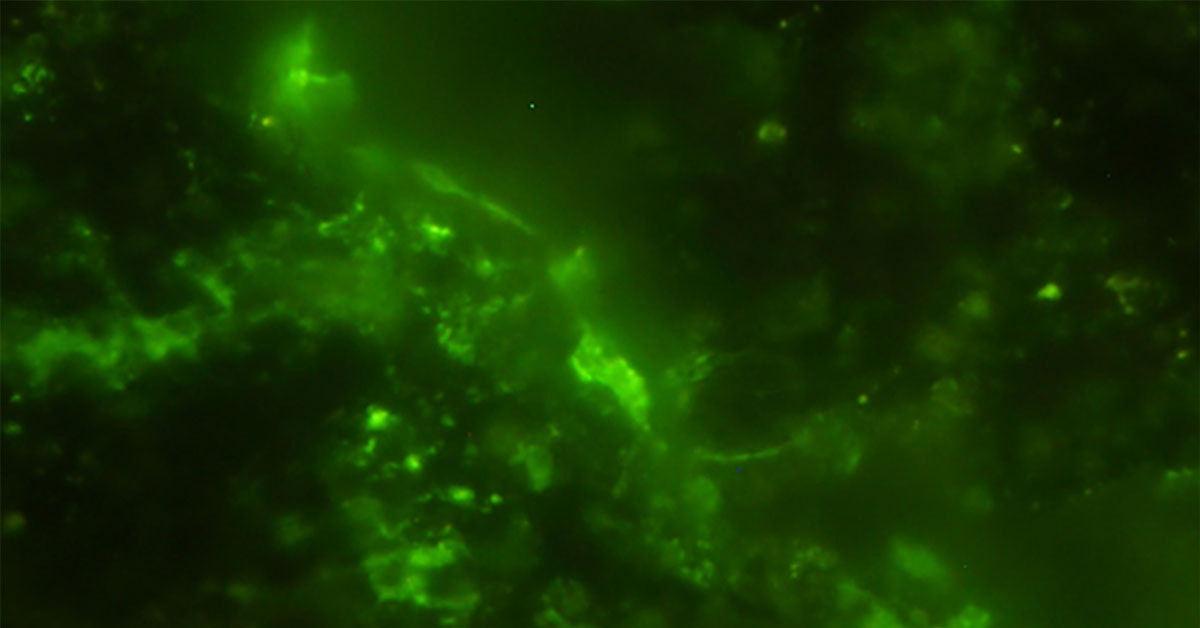 The world's oldest living microbes discovered in two-billion-year-old ...