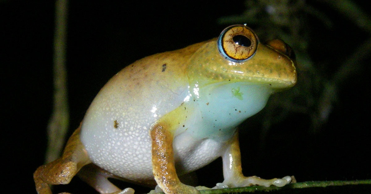 Seven new frog species whistle to each other | scienceillustrated.com