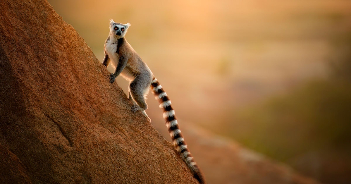 Mass extinction - how to avoid No. 6 | scienceillustrated.com