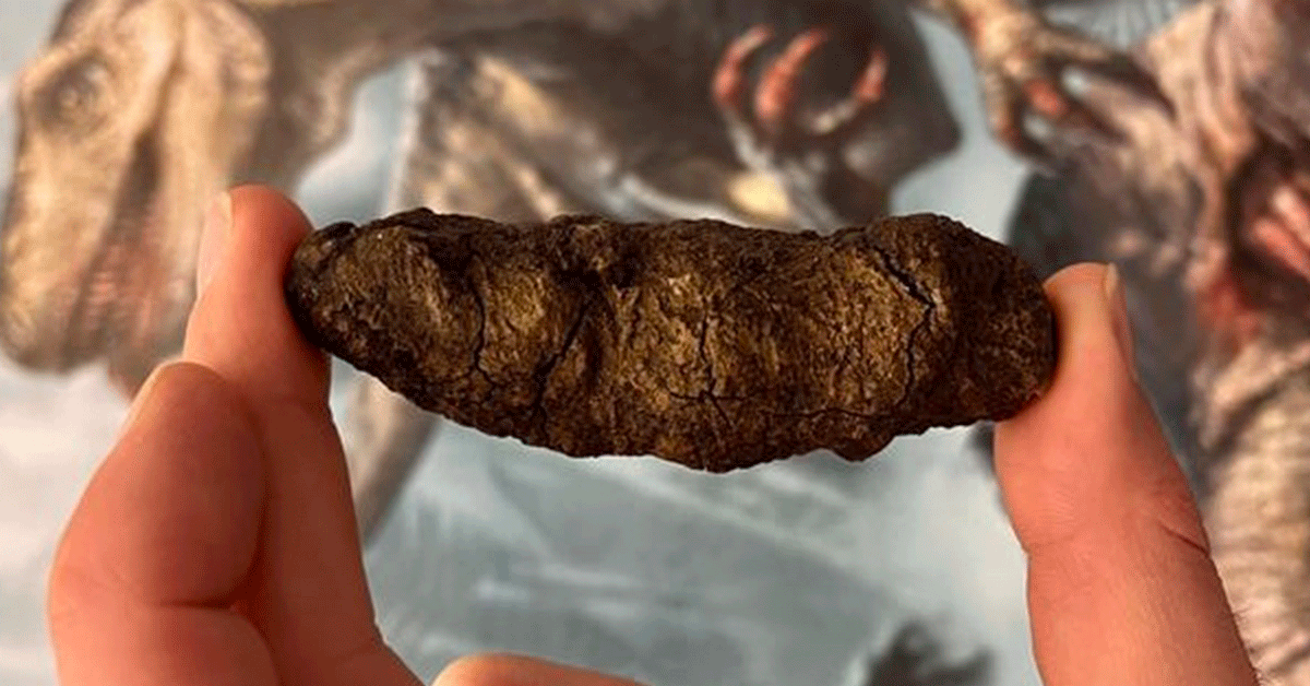 Dinosaurs gradually reached the top, according to their faeces ...