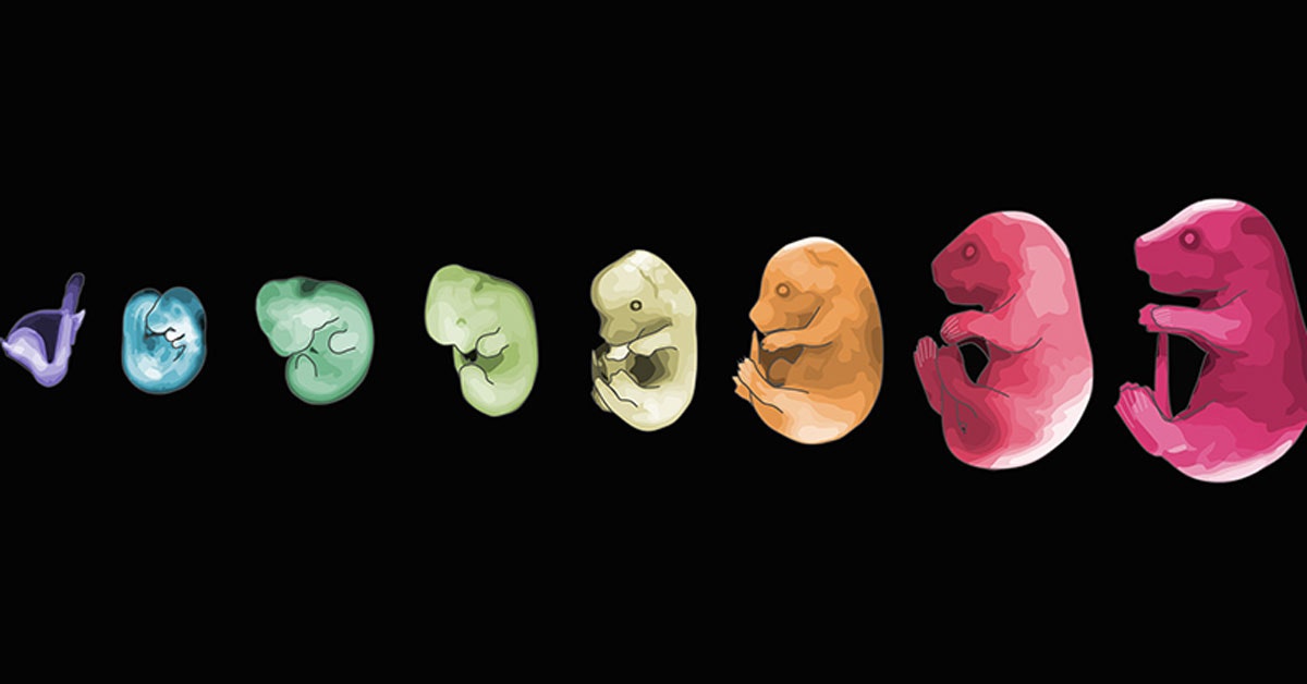 Miten sikiö valmistautuu elämään kohdun ulkopuolella? | tieku.fi