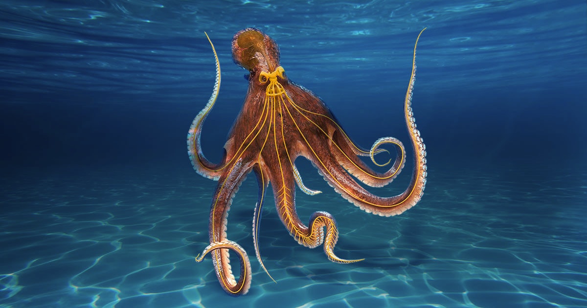 Octopus intelligence is much like ours: Ocean Einstein ...