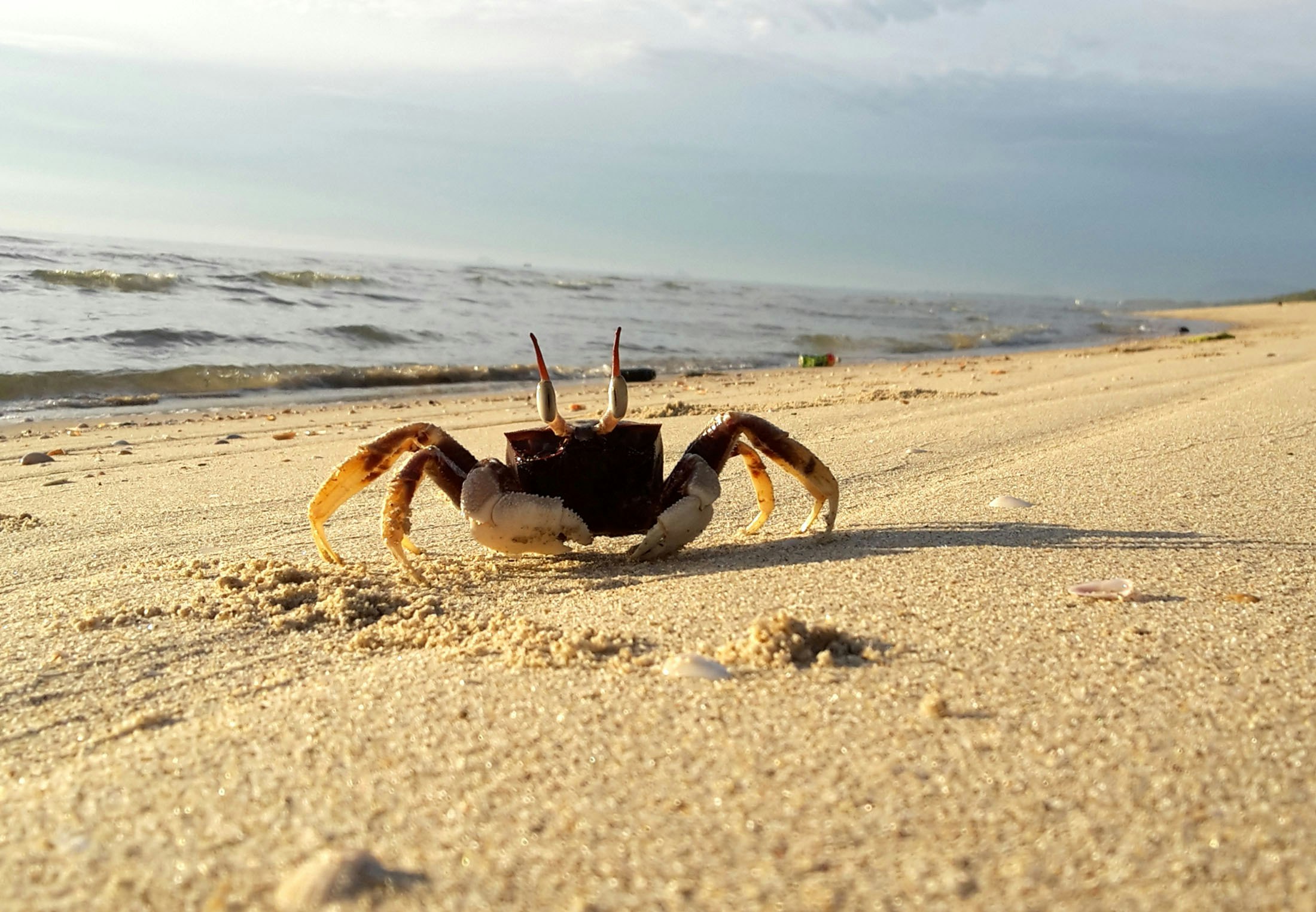 Hvorfor går krabber sidelengs? | illvit.no