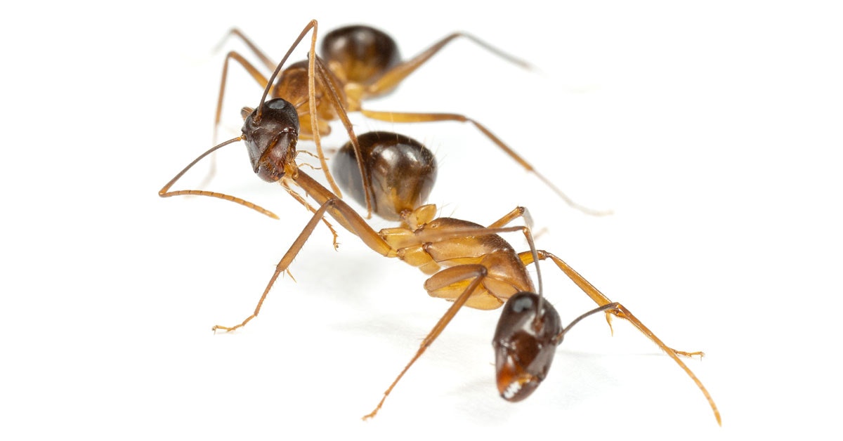 Myrer laver amputationer på hinanden | illvid.dk